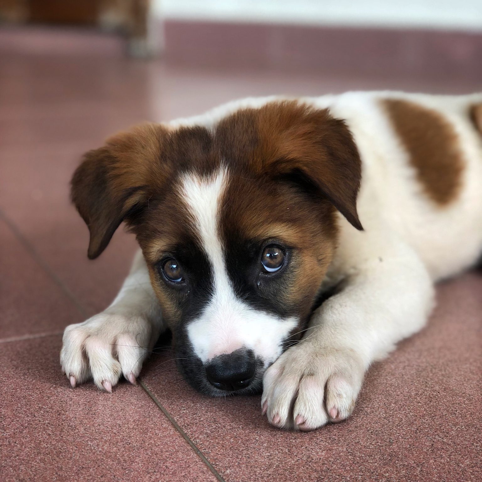 What Does Pet Insurance Cover? | Ovation Insurance